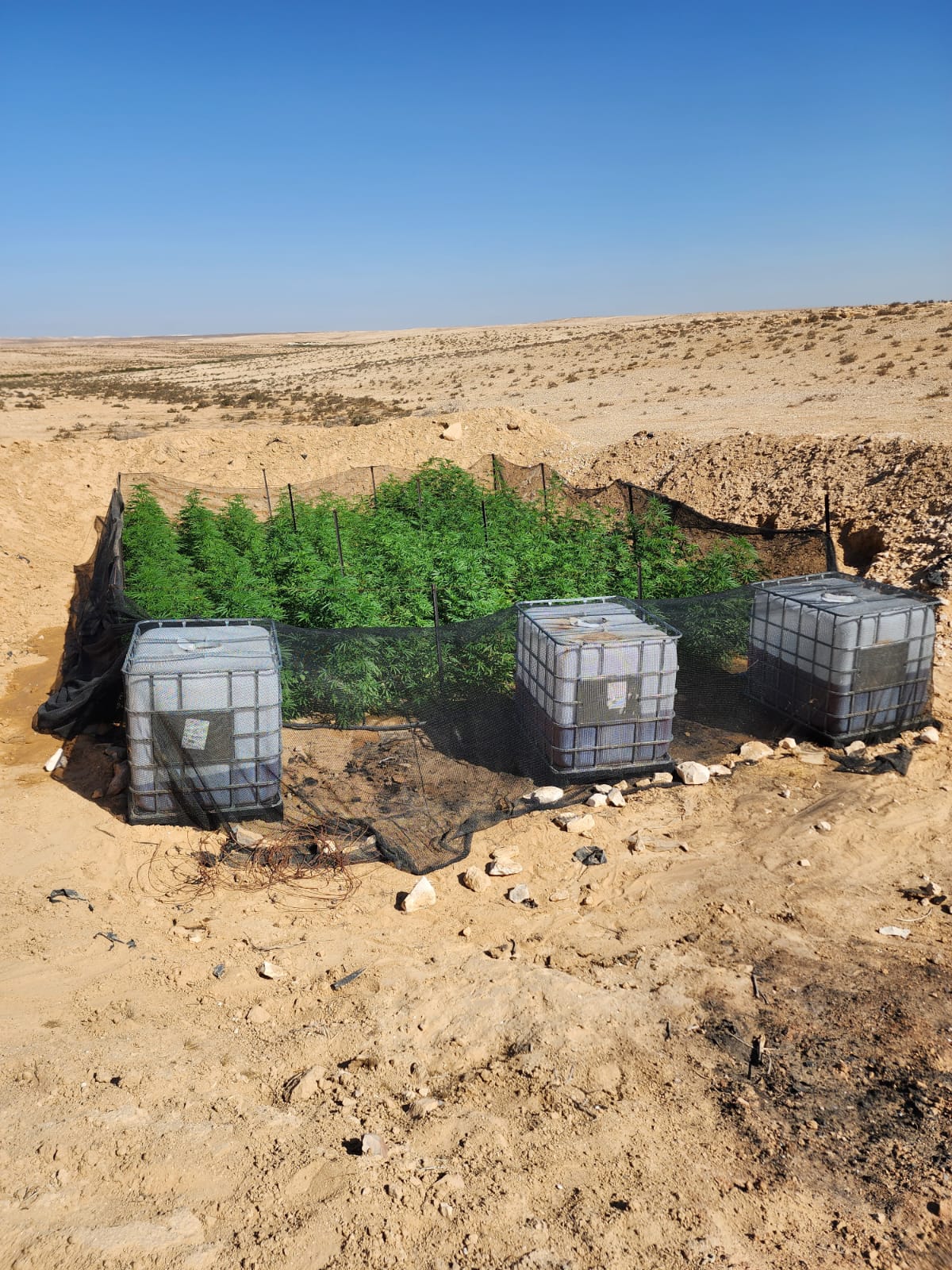 המשטרה בחשיפת ענק: עשרות אלפי שתילי קנאביס בשווי רבע מיליארד שקל - אייס